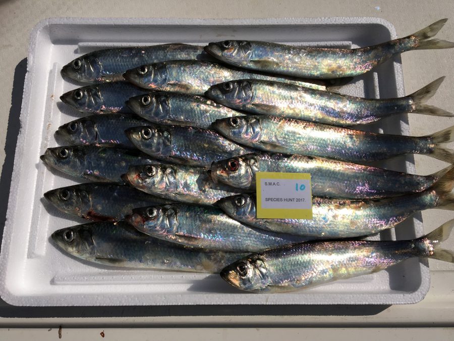 How to Catch Herring - Boat Angling