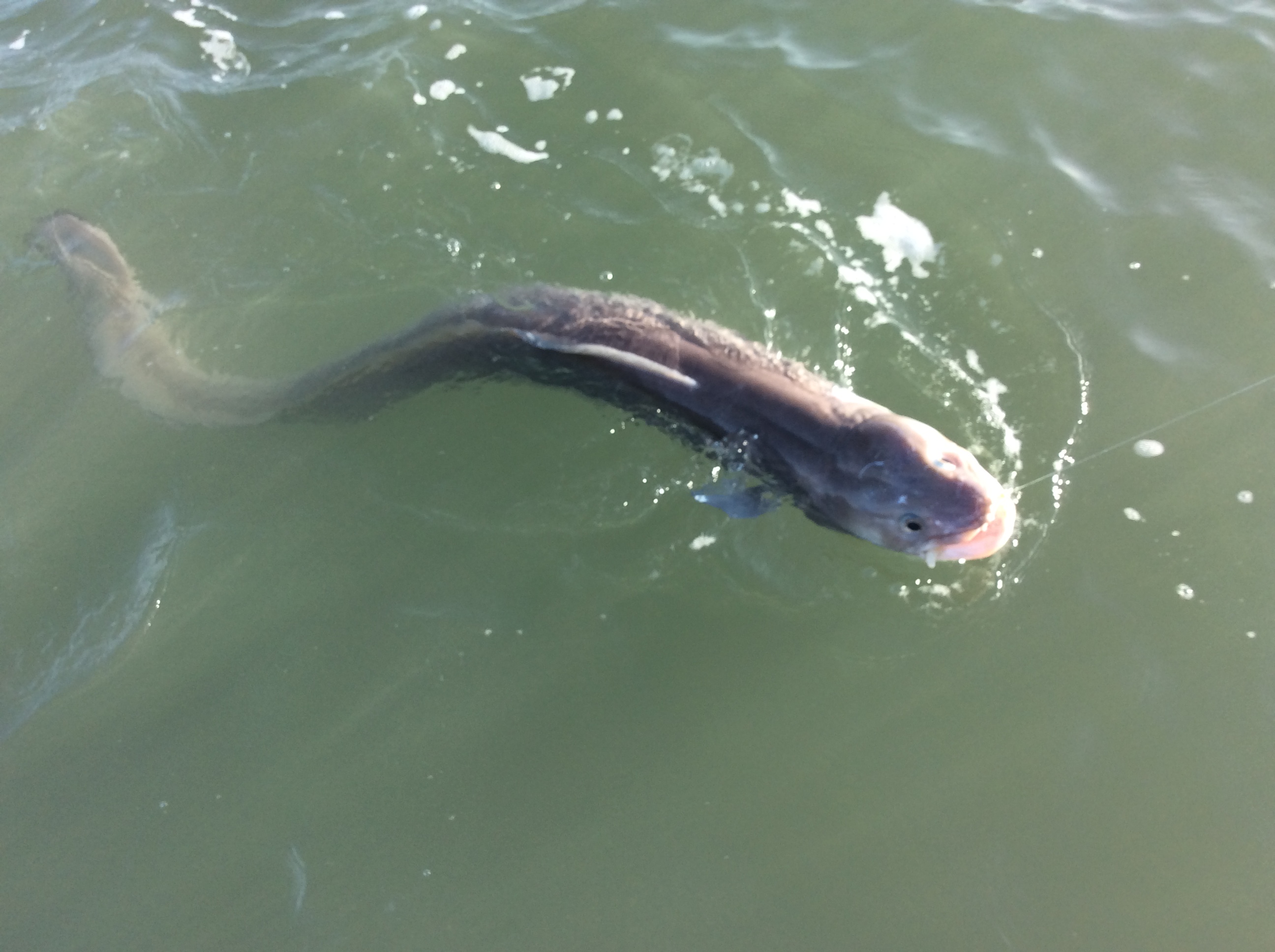 Peter Churchill Conger - Boat Angling