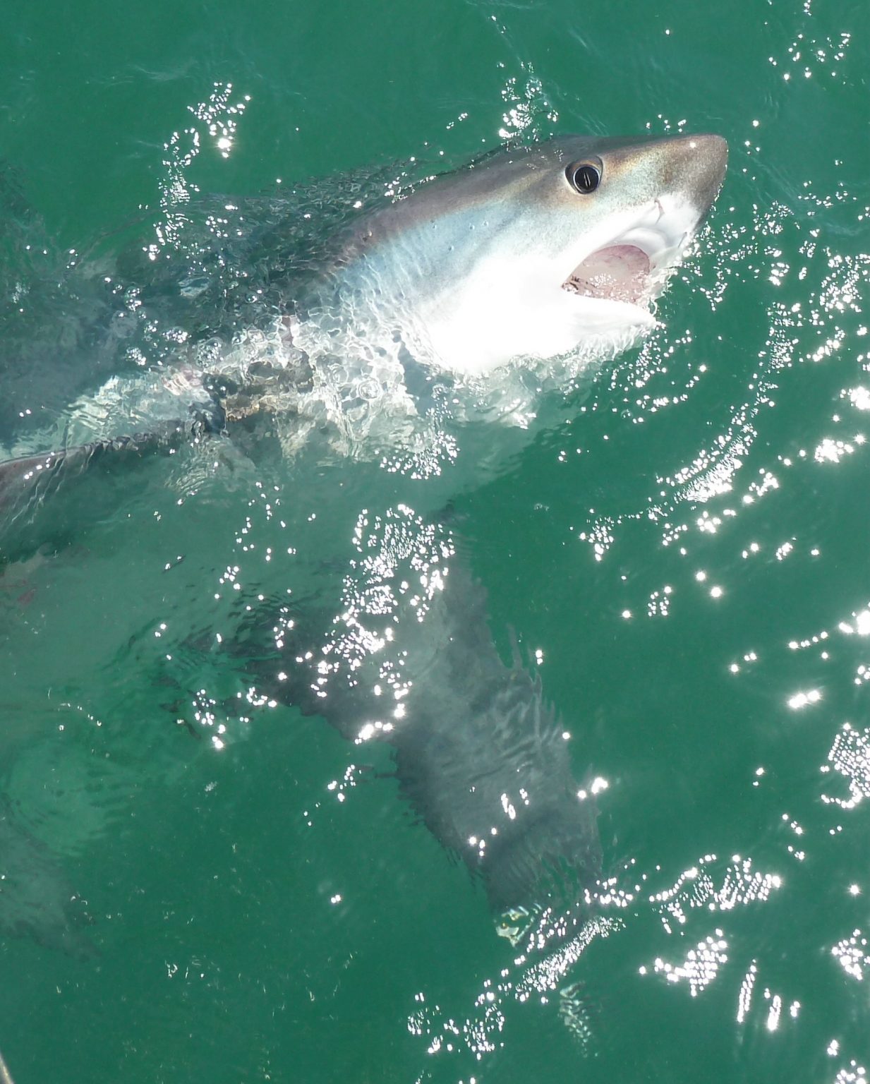 Huge thresher shark caught off the Isle of Wight - Boat Angling